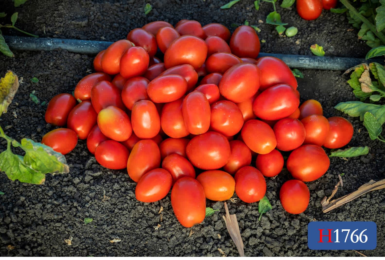 H1766 | HeinzSeed | Products - Heinz®