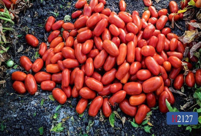 H2127 | HeinzSeed | Products - Heinz®