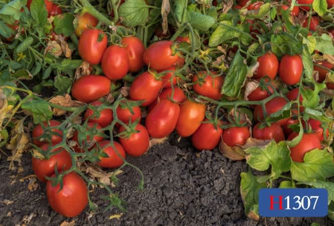 H1307 | HeinzSeed | United States | Products - Heinz®