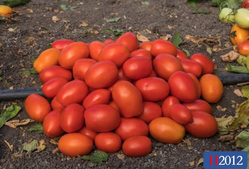 H2012 | HeinzSeed | United States | Products - Heinz®