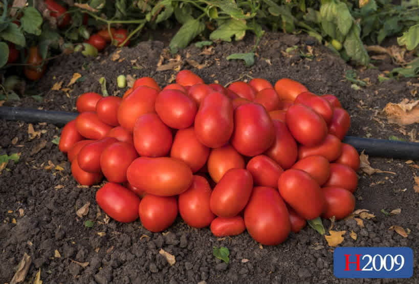 H2009 | HeinzSeed | United States | Products - Heinz®