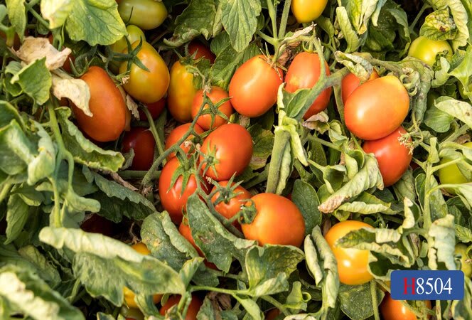 H8504 | HeinzSeed | Products - Heinz®