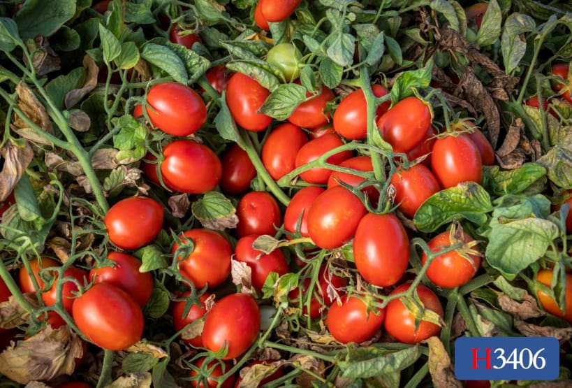 H3406 | HeinzSeed | United States | Products - Heinz®